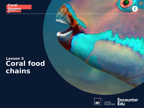 Coral Oceans KS2: Coral food chains | Teaching Resources