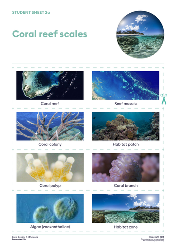 Coral Oceans: KS3: Energy transfer coral reef | Teaching Resources