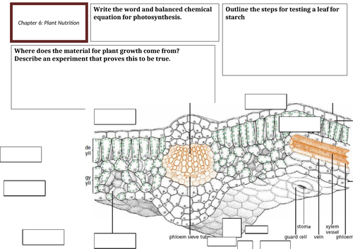 IGCSE Biology revision mats chapter 1-6 | Teaching Resources