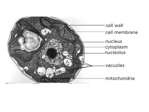 AS Biology- Cell Structure- Full set of lessons | Teaching Resources