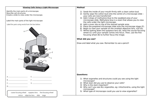 Animal Cells Under a Microscope | Teaching Resources