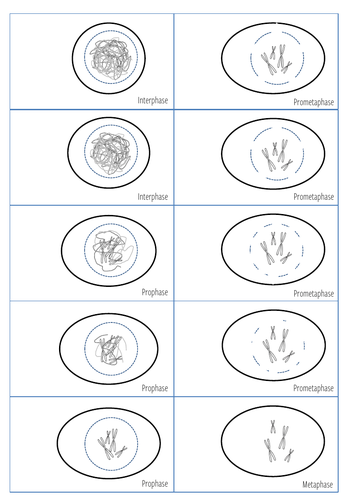 Mitosis - Flip Book (KS4/5) | Teaching Resources