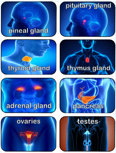 AQA Biopsychology endocrine system match-up activity | Teaching Resources