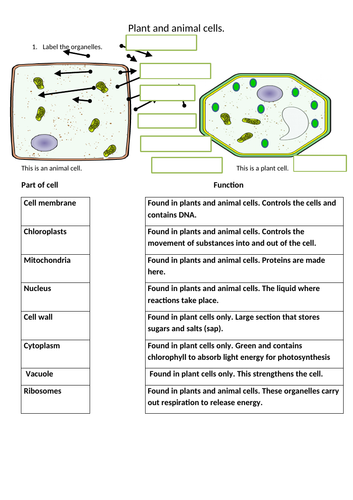 Cells, tissues and organs WHOLE UNIT - Exploring science (Year 7 ...