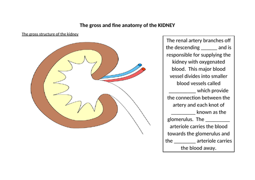 The gross and detailed structure of the KIDNEY and NEPHRON (OCR A-level ...
