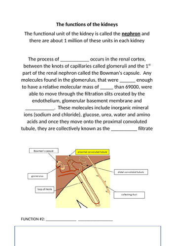 SELECTIVE REABSORPTION (OCR A-level Biology A) | Teaching Resources
