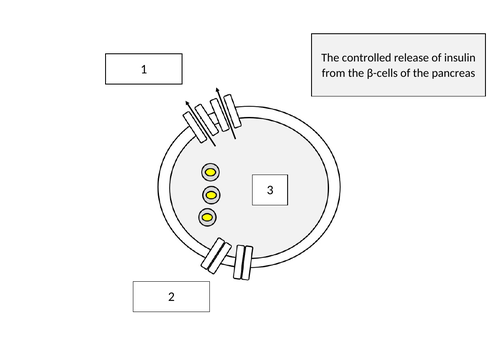 The pancreas and the release of insulin (OCR A-level Biology ...