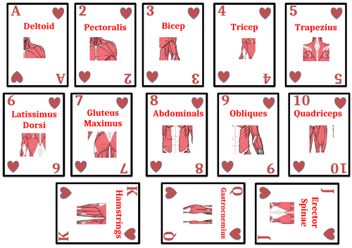 Muscles and Bones Cards | Teaching Resources