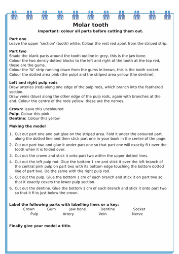 KS2 - Science - Teeth Worksheet - Molar | Teaching Resources