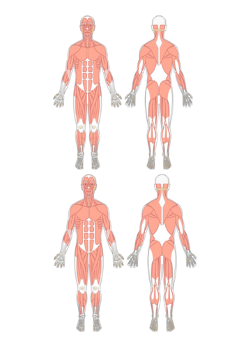 2 Lessons - AQA GCSE PE (New Spec) - Muscles/ Antagonistic Pairs ...