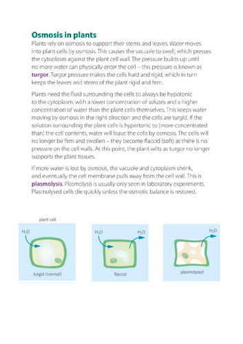 B1.8 Osmosis in Plant Cells AND Osmosis required practical (AQA ...