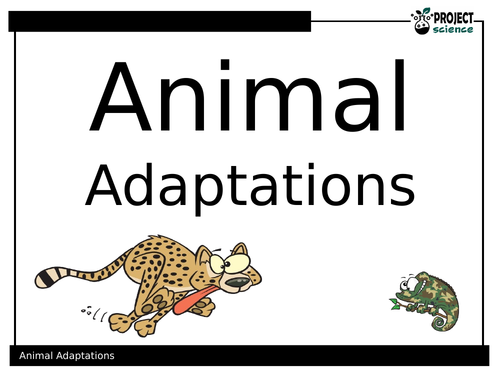 Animal Adaptations PowerPoint and Activity Sheets | Teaching Resources