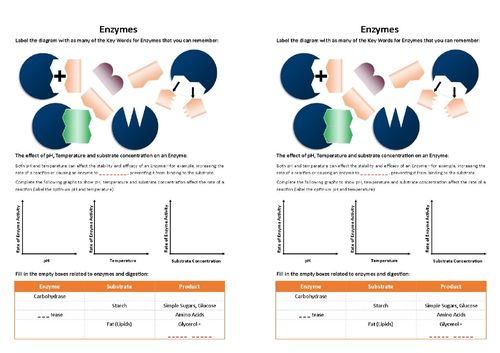 Enzymes - Worksheet: GCSE / KS4 Biology | Teaching Resources