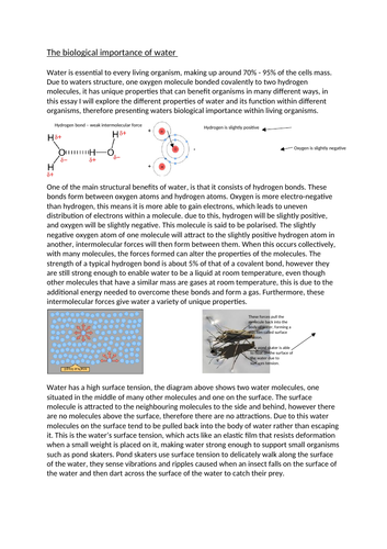 The Biological Importance of Water Essay | Teaching Resources