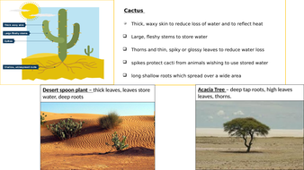 GCSE AQA Hot Desert Adaptations | Teaching Resources