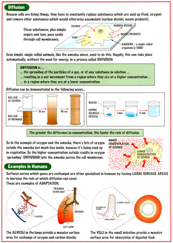 Science classroom displays- Physics, Chemistry,Biology Revision cards ...