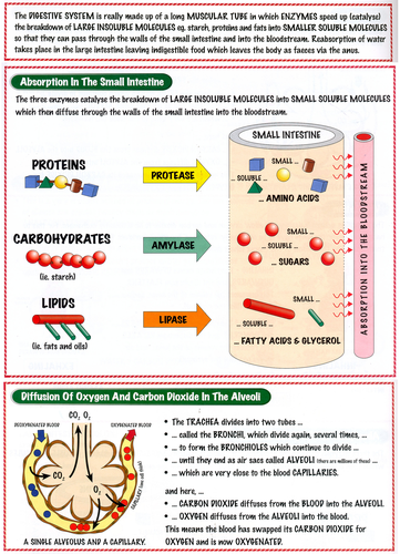 Science classroom displays- Physics, Chemistry,Biology Revision cards ...