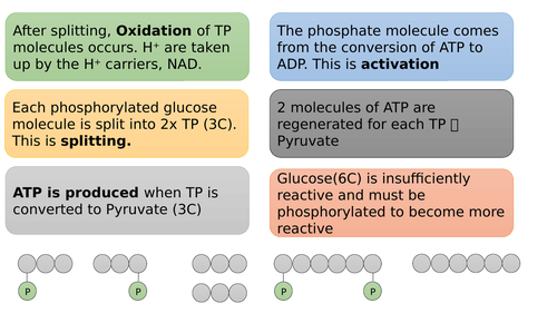 AQA A level Biology Respiration | Teaching Resources