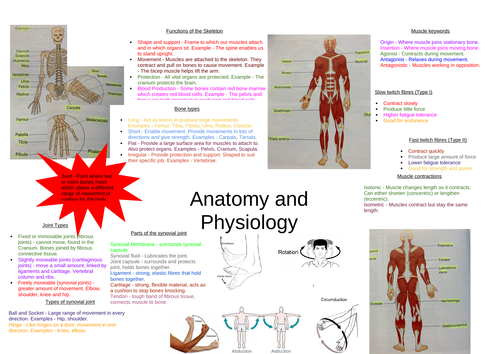Cambridge IGCSE PE Knowledge Organiser - Anatomy and Physiology ...