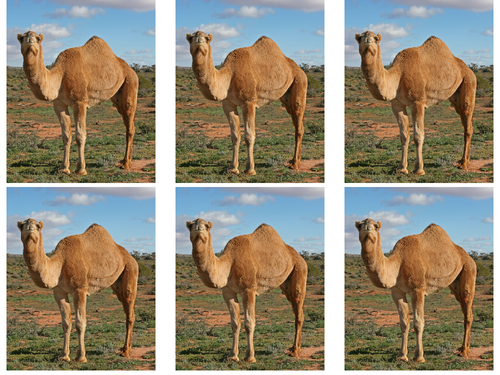 Hot Deserts: Plant & Animal Adaptations | Teaching Resources