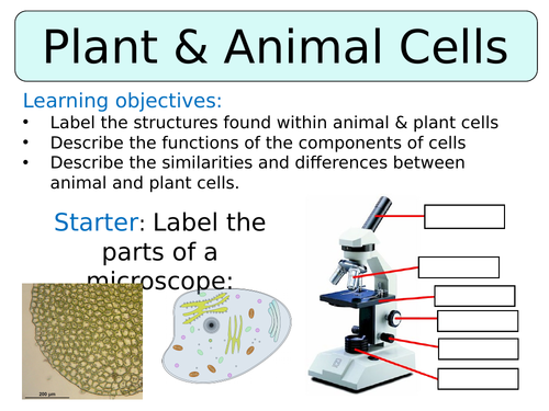 KS3 ~ Year 7 ~ Animal & Plant Cells | Teaching Resources