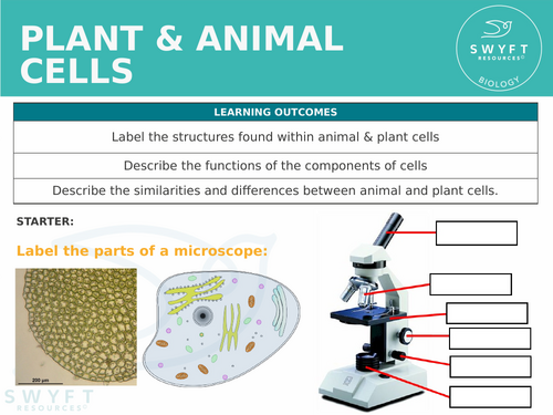 NEW KS3 ~ Year 7 ~ B1 Cells | Teaching Resources