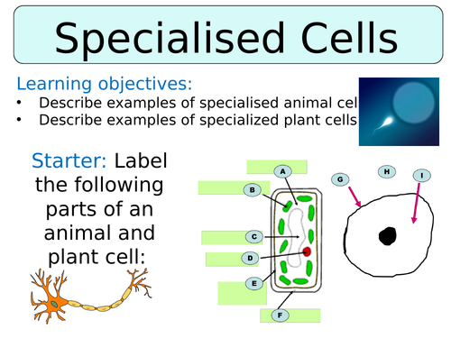KS3 ~ Year 7 ~ Specialised Cells | Teaching Resources