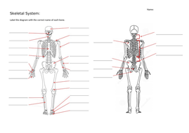 Skeletal System - Edexcel GCSE PE (9-1) | Teaching Resources