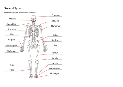 Skeletal System - Edexcel GCSE PE (9-1) | Teaching Resources Skeletal System - Edexcel GCSE PE (9-1) | Teaching Resources