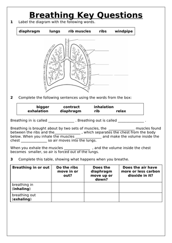 KS3 Respiratory System and Respiration | Teaching Resources