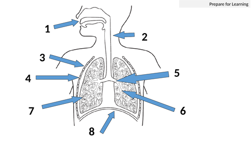 KS3 Respiratory System and Respiration | Teaching Resources