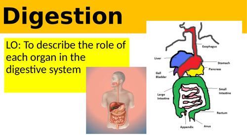 KS3 Digestive System | Teaching Resources