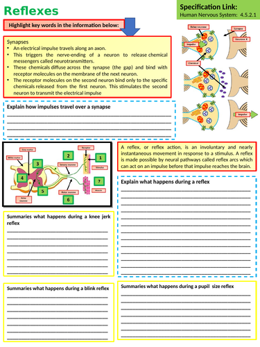 KS4 AQA GCSE Biology (Science) Reflexes Lesson & Activities | Teaching ...