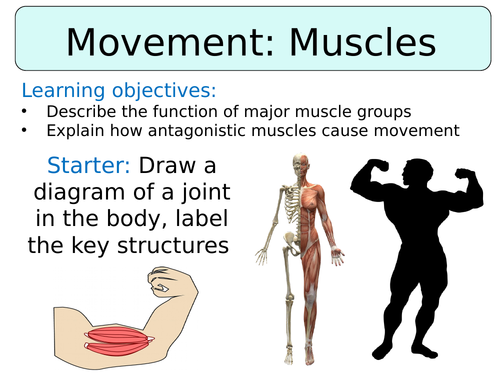 KS3 ~ Year 7 ~ Movement: Muscles | Teaching Resources
