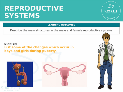 KS3 ~ Year 7 ~ Reproductive Systems | Teaching Resources
