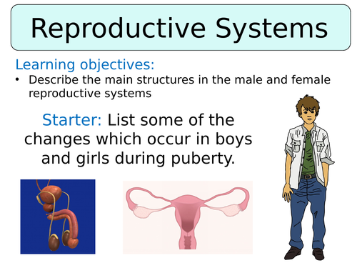KS3 ~ Year 7 ~ Reproductive Systems | Teaching Resources