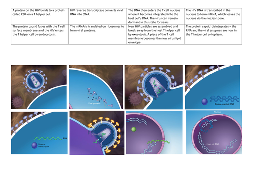HIV and the ELISA test | Teaching Resources