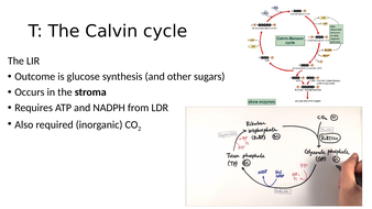 Biology A level Photosynthesis topic/ chapter 17 lessons and worksheets ...