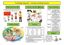 Year 2 Knowledge Organisers | Teaching Resources