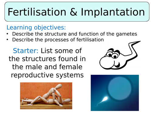 KS3 ~ Year 7 ~ Fertilisation & Implantation | Teaching Resources