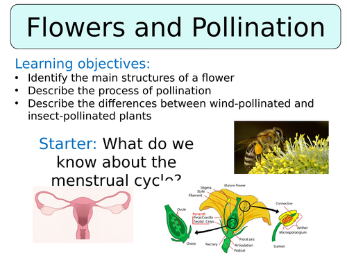 KS3 ~ Year 7~ Flowers & Pollination | Teaching Resources