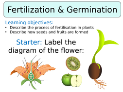KS3 ~ Year 7 ~ Fertilisation & Germination | Teaching Resources