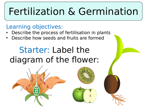 KS3 ~ Year 7 ~ Fertilisation & Germination | Teaching Resources