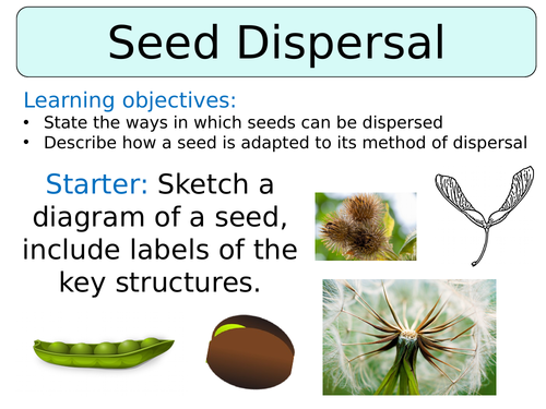 KS3 ~ Year 7 ~ Seed Dispersal | Teaching Resources