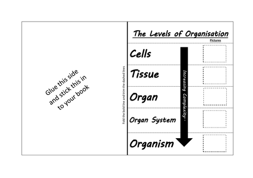 KS3 Biology - Levels of Organisation | Teaching Resources