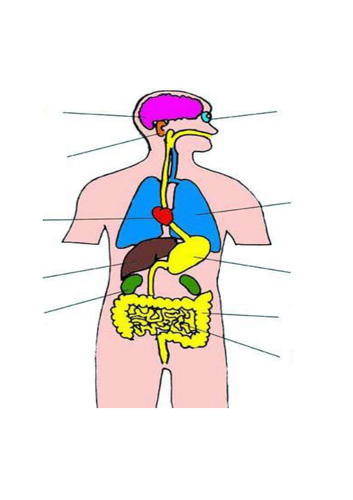 Tissues, Organs and Organ Systems | Teaching Resources