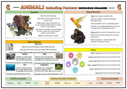 Year 1 Animals including Humans Knowledge Organiser! | Teaching Resources