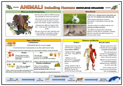 Year 3 Animals including Humans Knowledge Organiser! | Teaching Resources