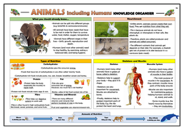 Year 3 Animals including Humans Knowledge Organiser! | Teaching Resources