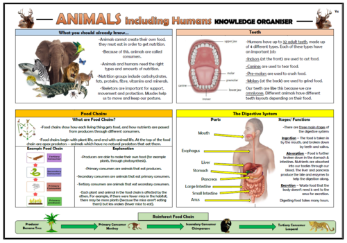 Year 4 Animals Including Humans Knowledge Organiser! | Teaching Resources Year 4 Animals Including Humans Knowledge Organiser! | Teaching Resources